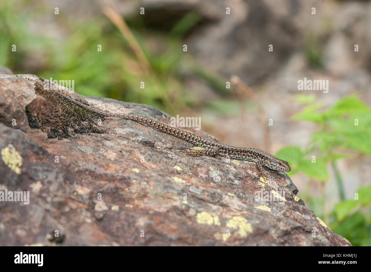 close-up view of a Iberian wall lizard (Podarcis hispanica) on top of a ...