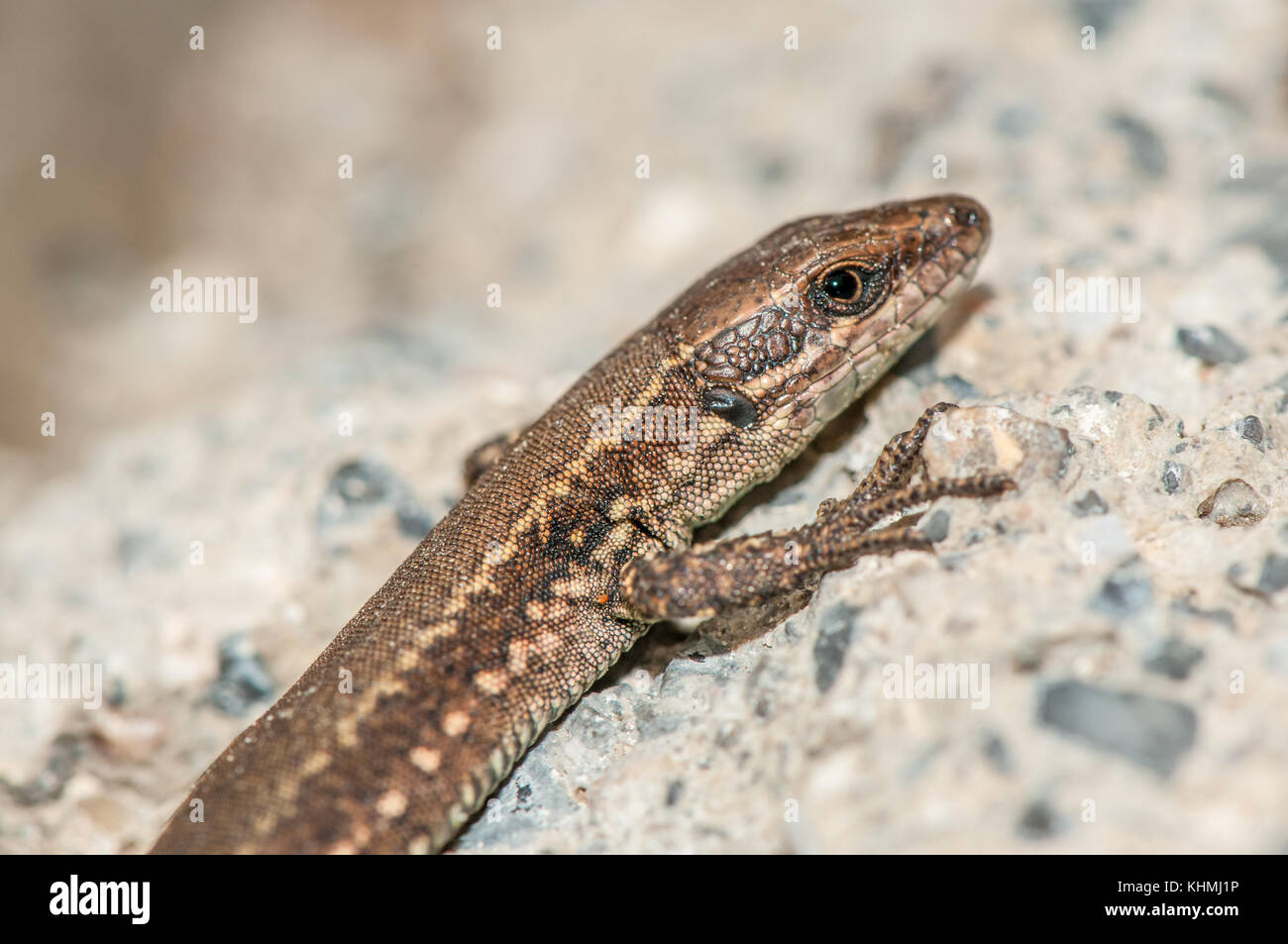 close-up view of a Iberian wall lizard (Podarcis hispanica) on top of a ...