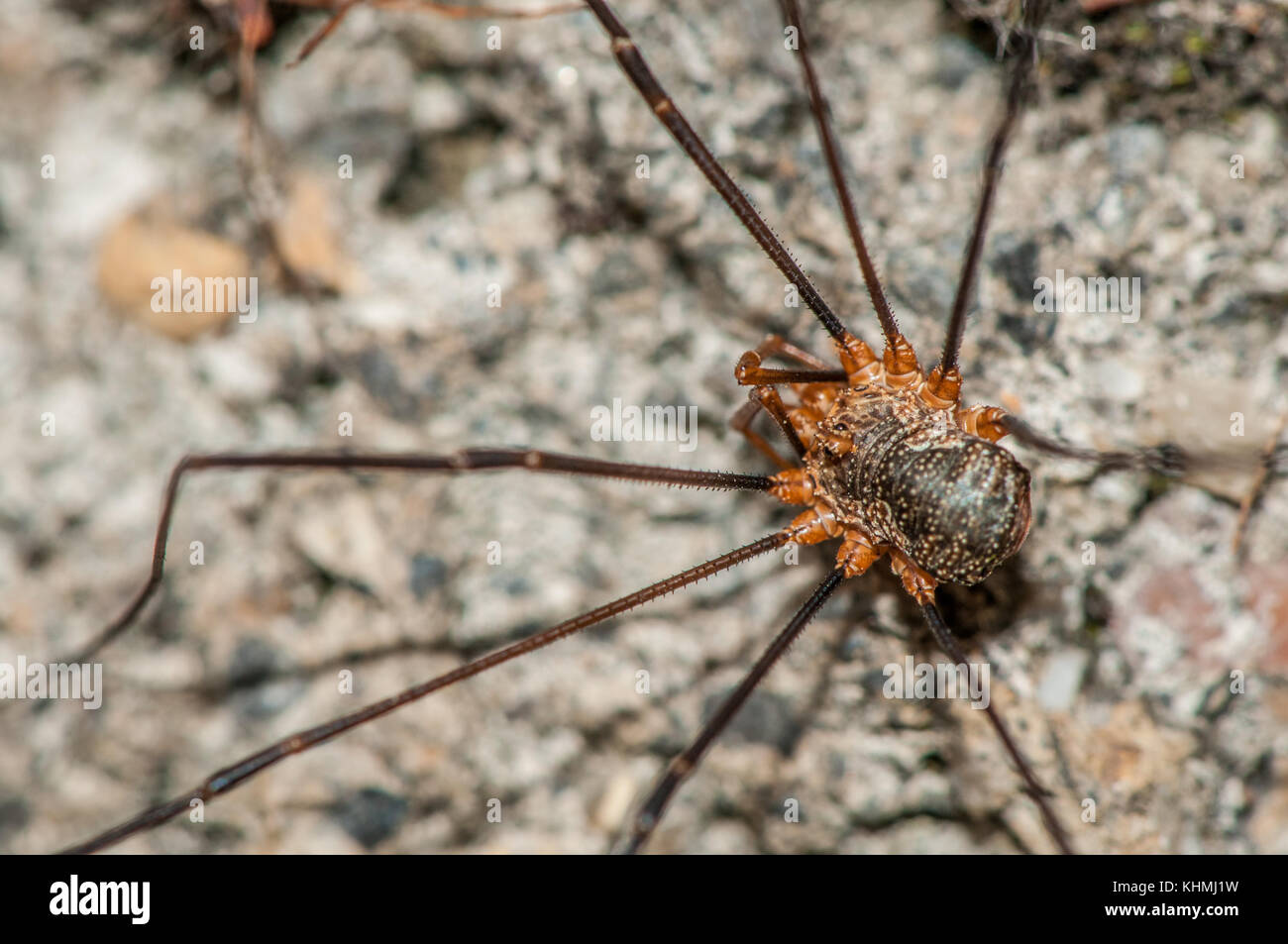harvestman (Phalangium opilio) on top of a rock Stock Photo - Alamy