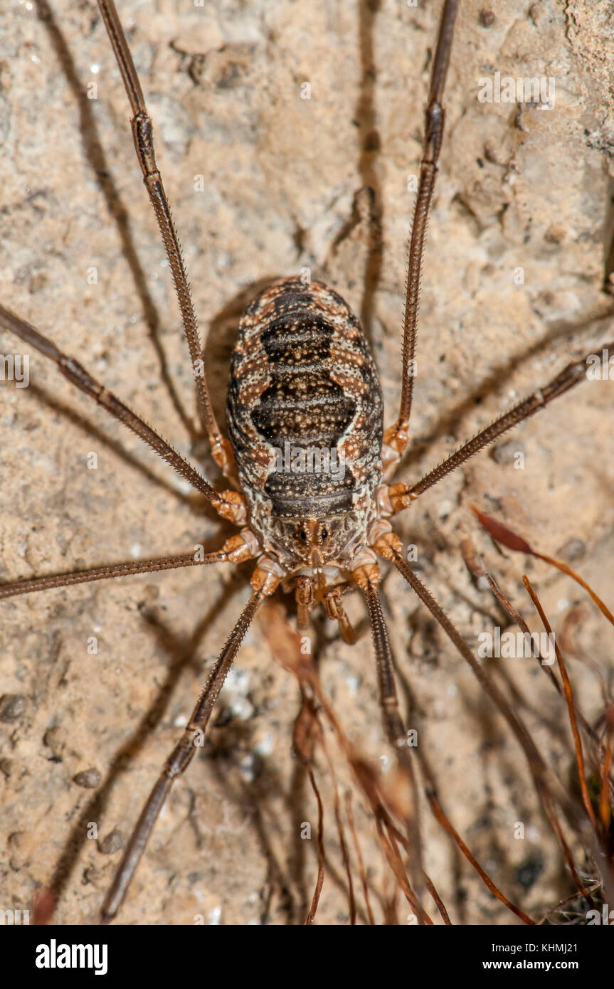 harvestman (Phalangium opilio) on top of a rock Stock Photo - Alamy