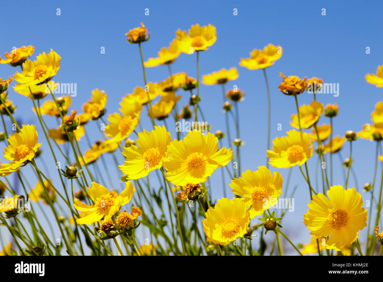 Yellow Namakwaland Daisy (Karoo Stock Photo - Alamy
