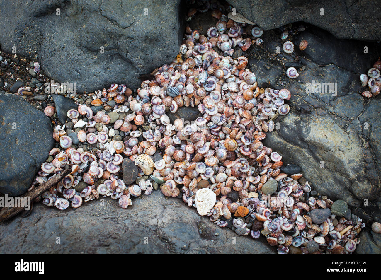 Sights along the beach in a secluded Bay, South Island, New Zealand ...
