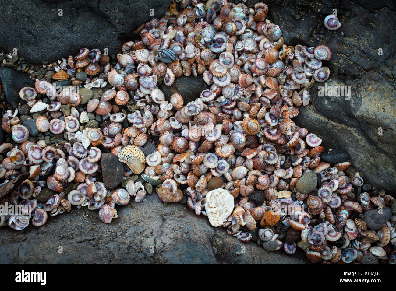 Sights along the beach in a secluded Bay, South Island, New Zealand ...