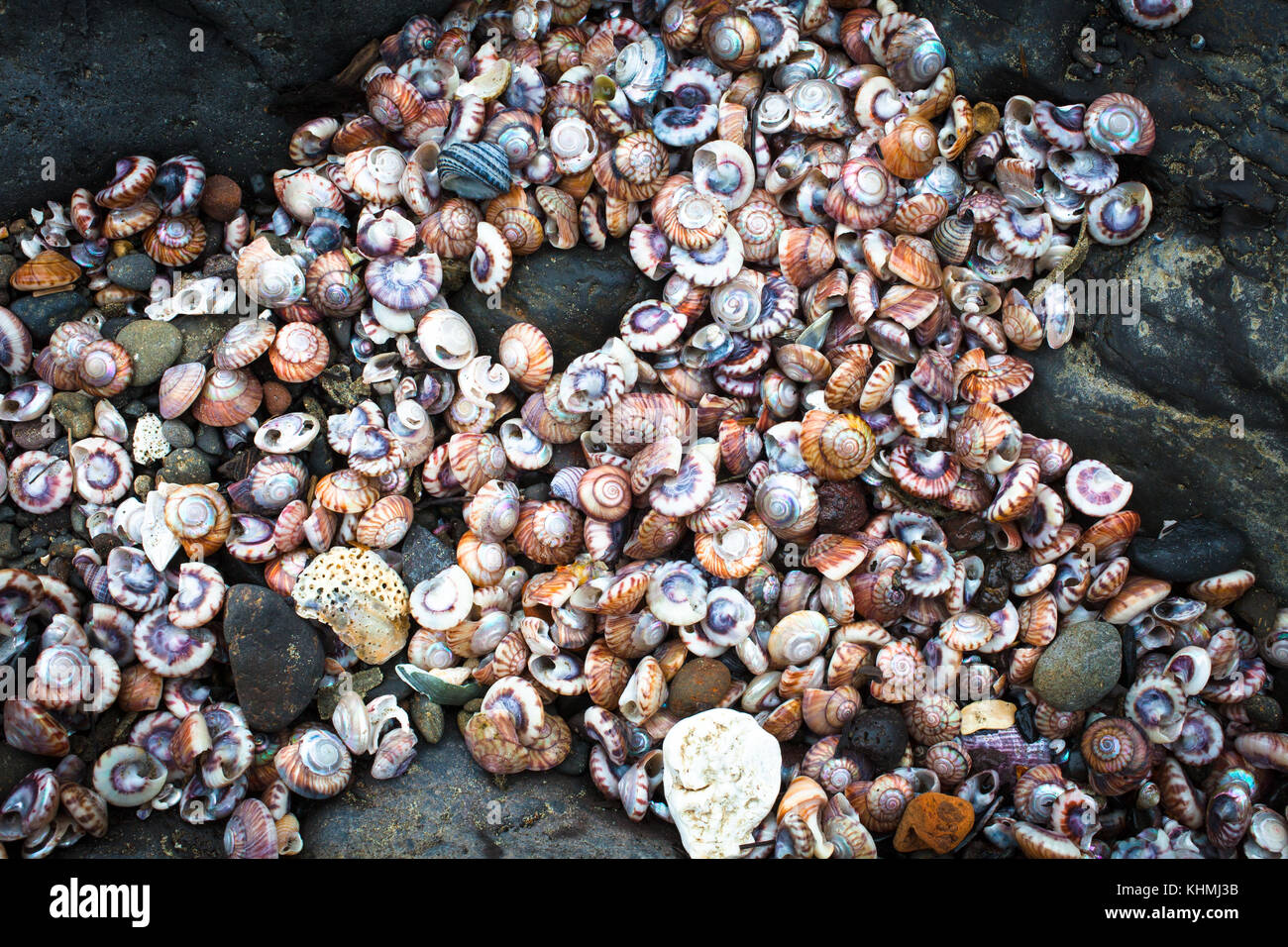 Sights along the beach in a secluded Bay, South Island, New Zealand ...