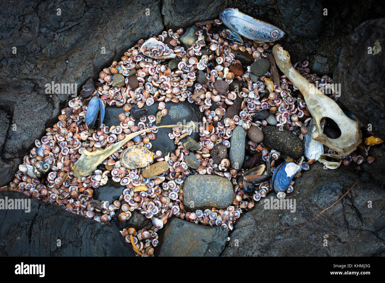 Sights along the beach in a secluded Bay, South Island, New Zealand ...