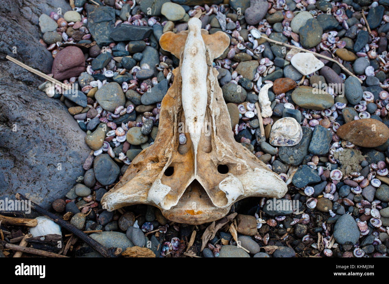 Sea animal bones hi-res stock photography and images - Alamy