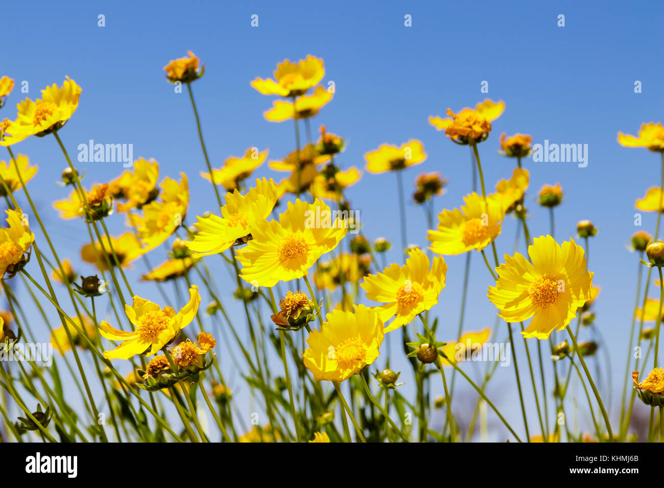 Yellow Namakwaland Daisy (Karoo Stock Photo - Alamy