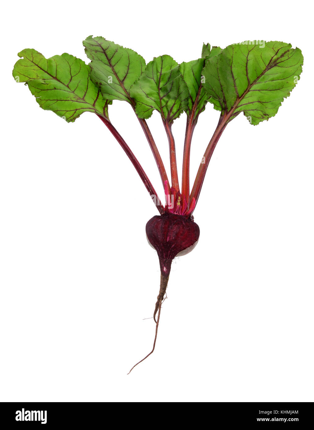 Beetroot cross section hi-res stock photography and images - Alamy