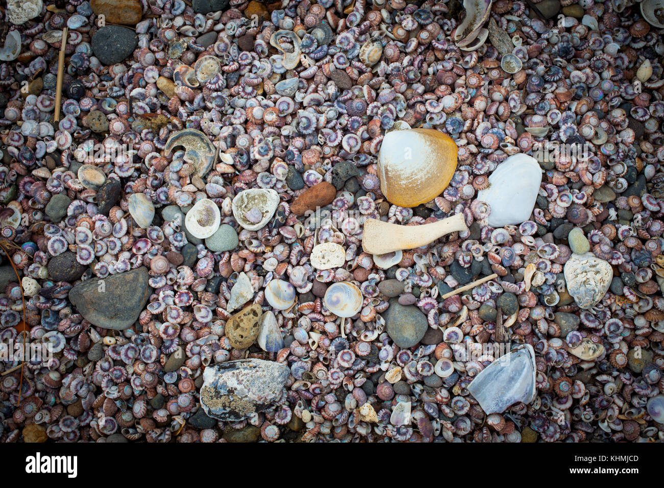 Bones shells High Resolution Stock Photography and Images - Alamy