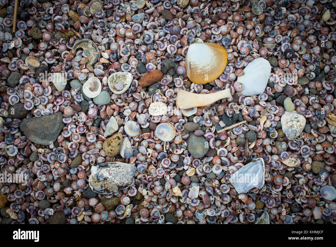 Sights along the beach in a secluded Bay, South Island, New Zealand ...