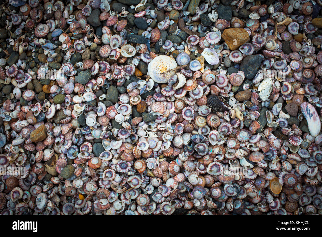 Sights along the beach in a secluded Bay, South Island, New Zealand ...