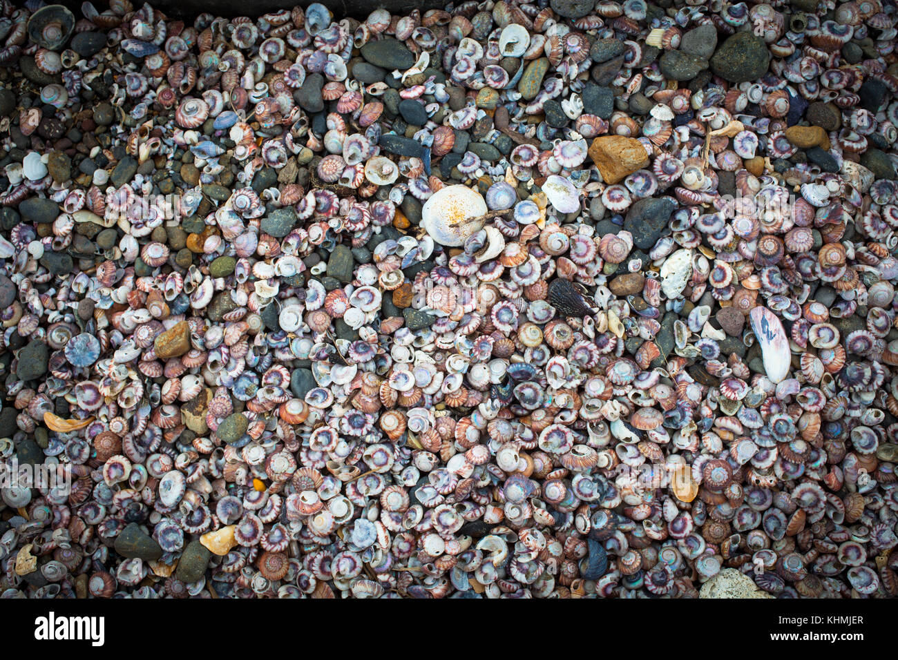 Sights along the beach in a secluded Bay, South Island, New Zealand ...