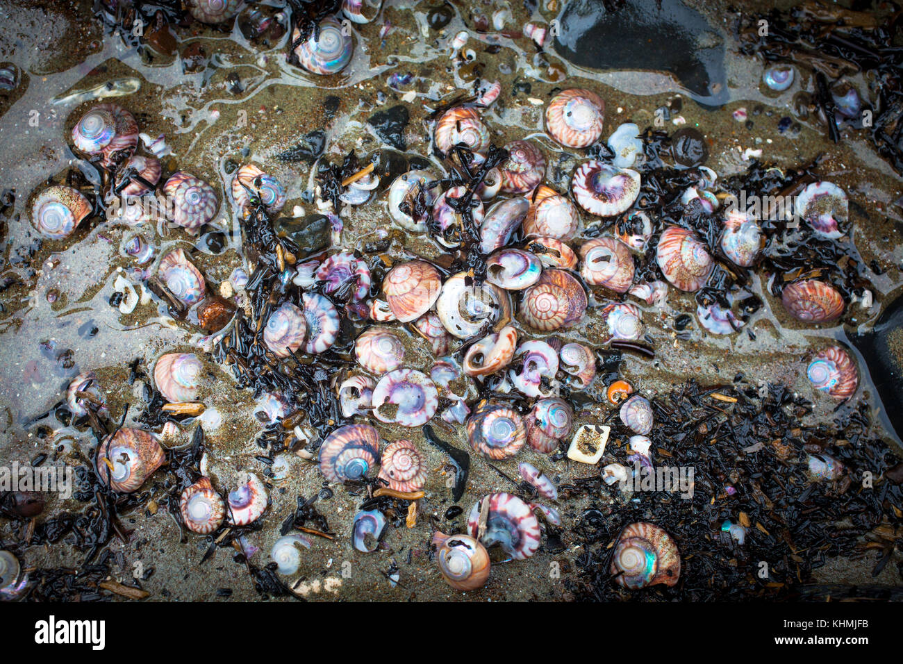 Sights along the beach in a secluded Bay, South Island, New Zealand ...