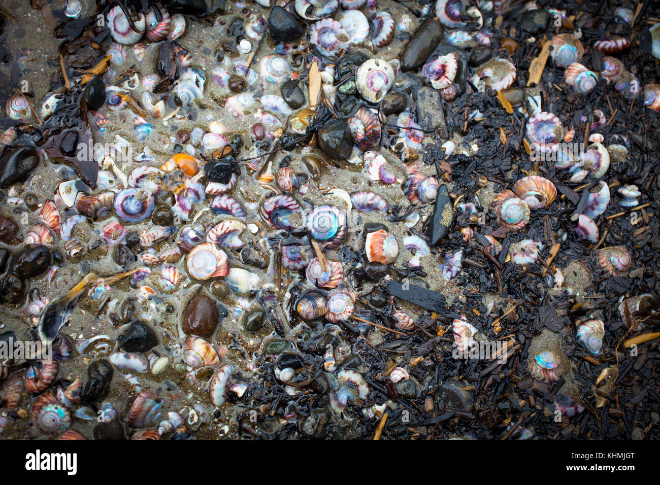 Sights along the beach in a secluded Bay, South Island, New Zealand ...