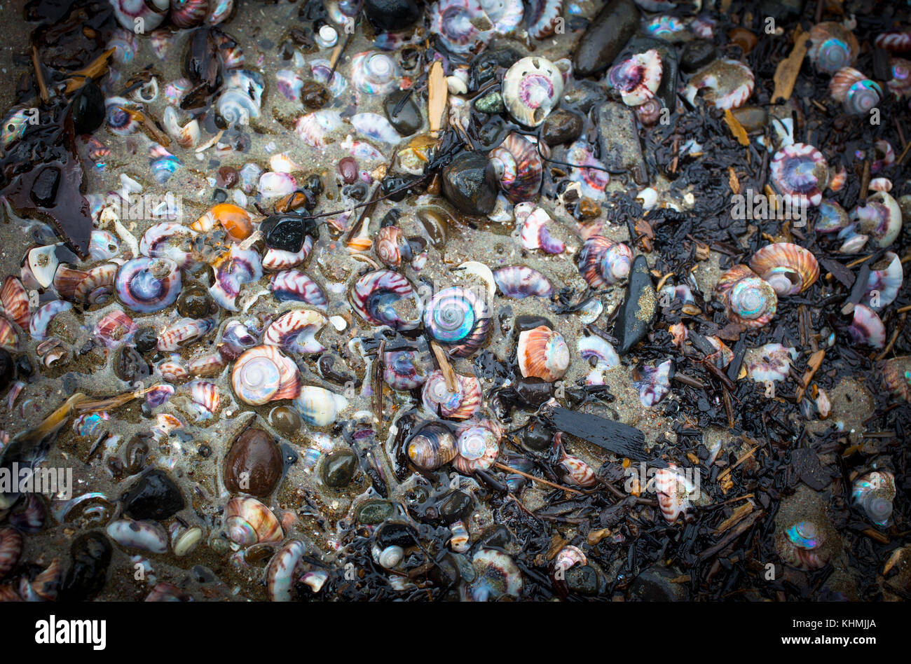 Sights along the beach in a secluded Bay, South Island, New Zealand ...
