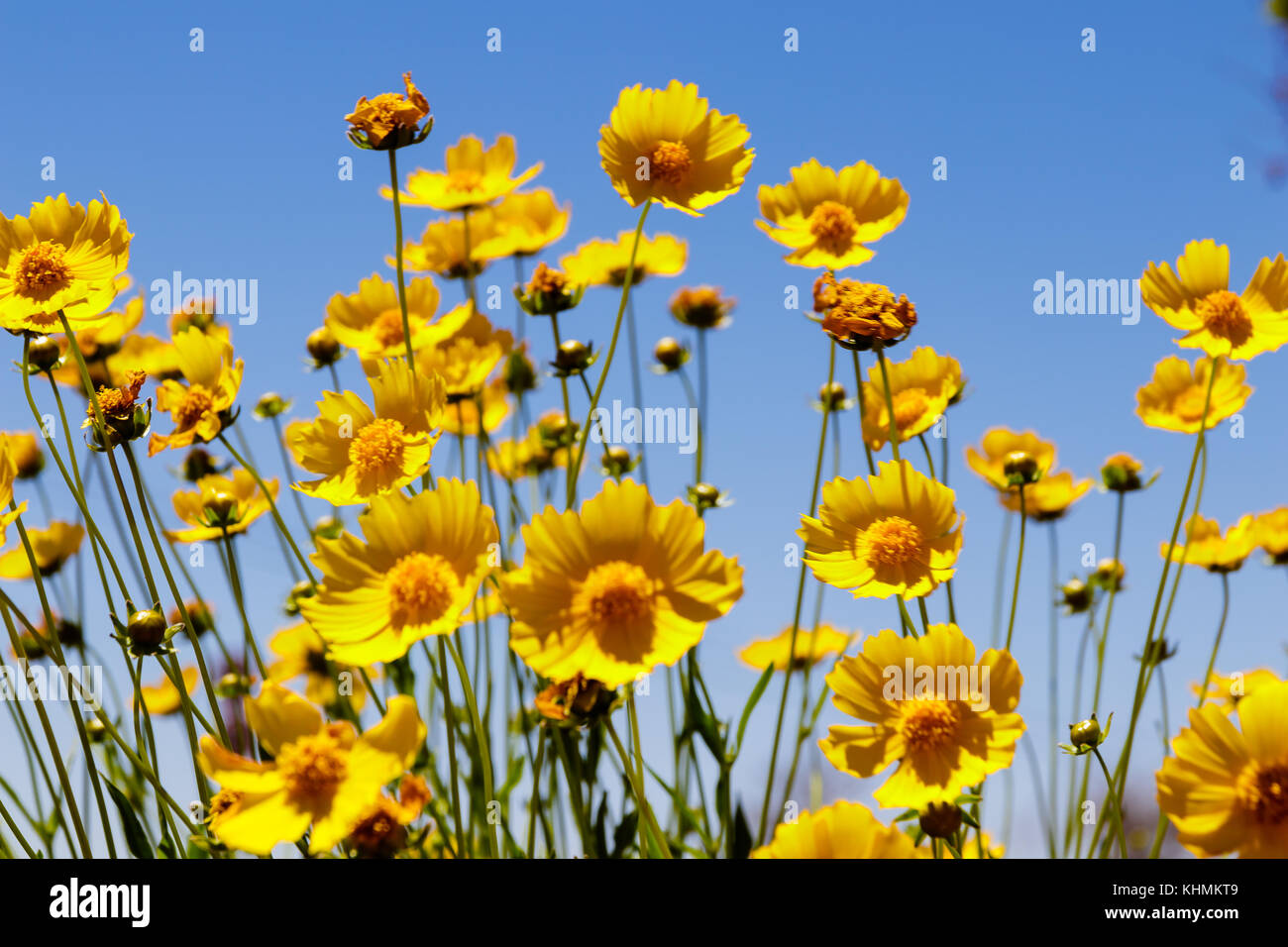 Yellow Namakwaland Daisy (Karoo Stock Photo - Alamy