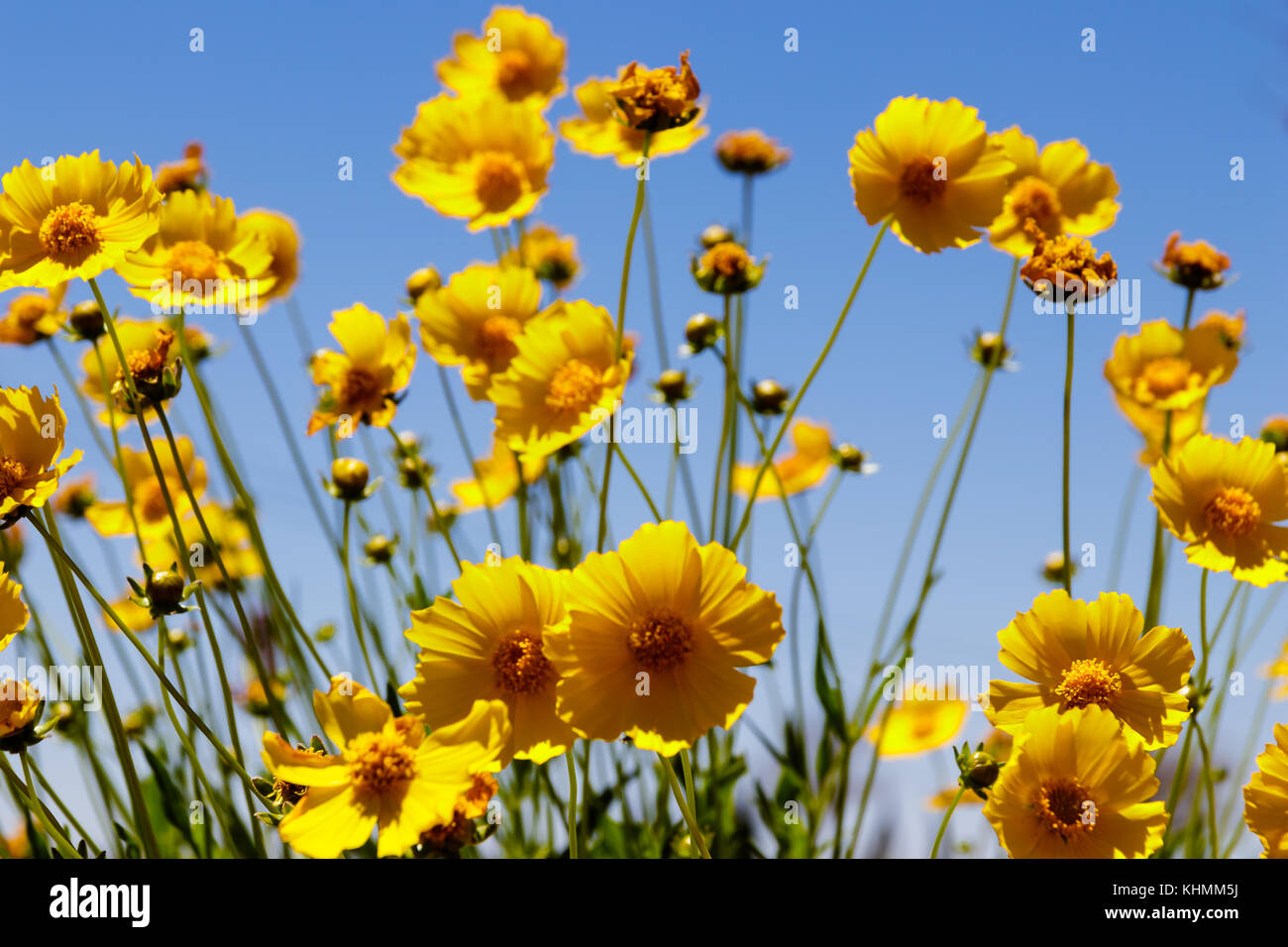 Yellow Namakwaland Daisy (Karoo Stock Photo - Alamy