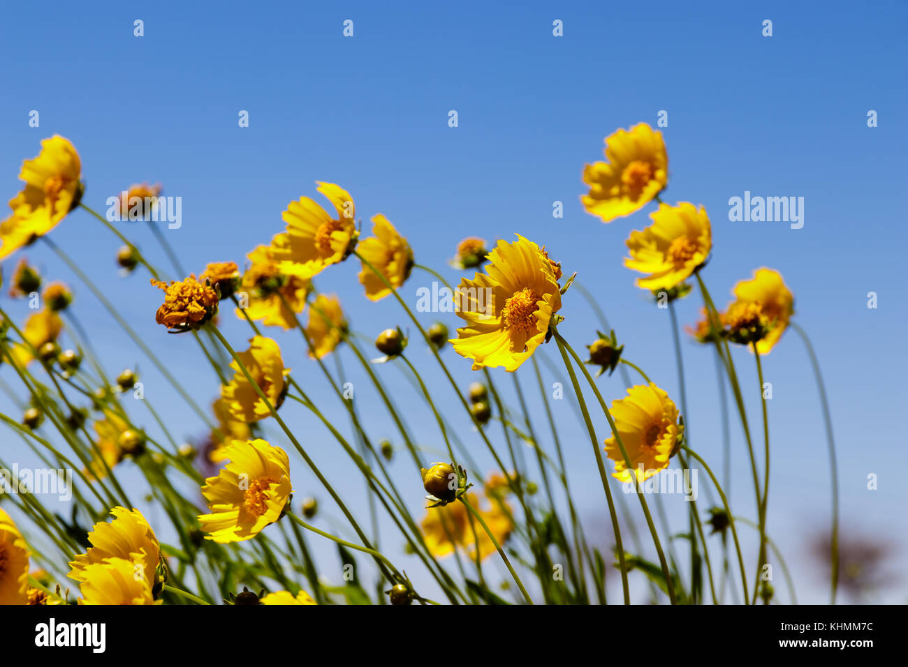 Yellow Namakwaland Daisy (Karoo Stock Photo - Alamy