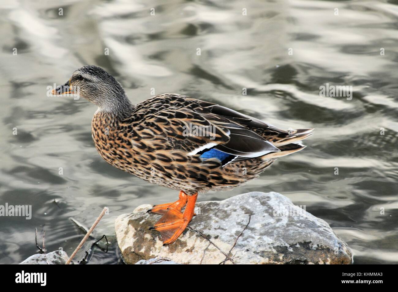 Mallard hen standing on a rock Stock Photo - Alamy