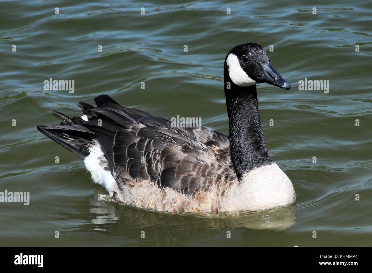 Canadian goose out for a swim Stock Photo - Alamy