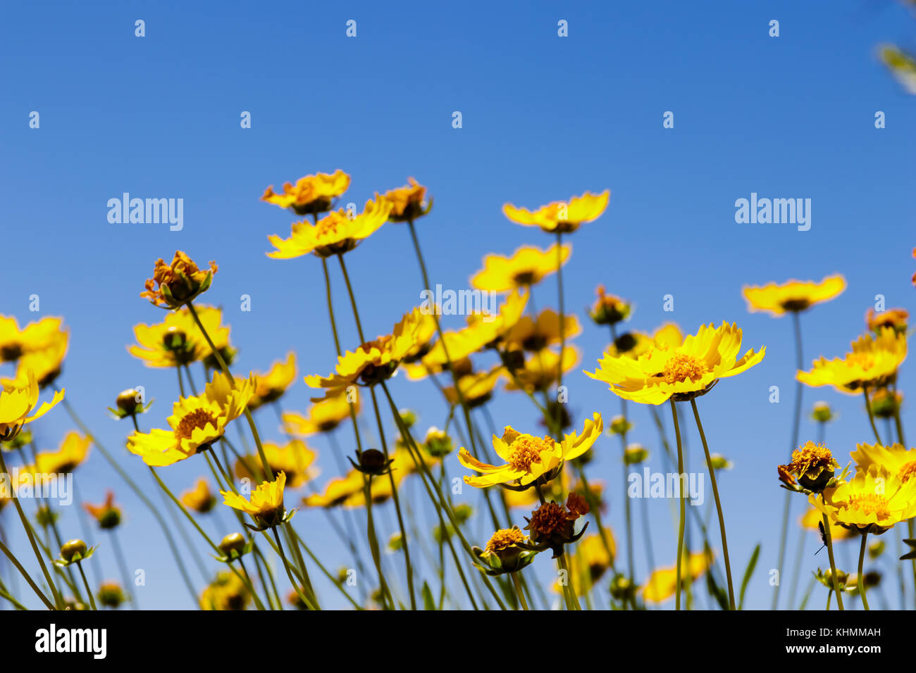 Yellow Namakwaland Daisy (Karoo Stock Photo - Alamy