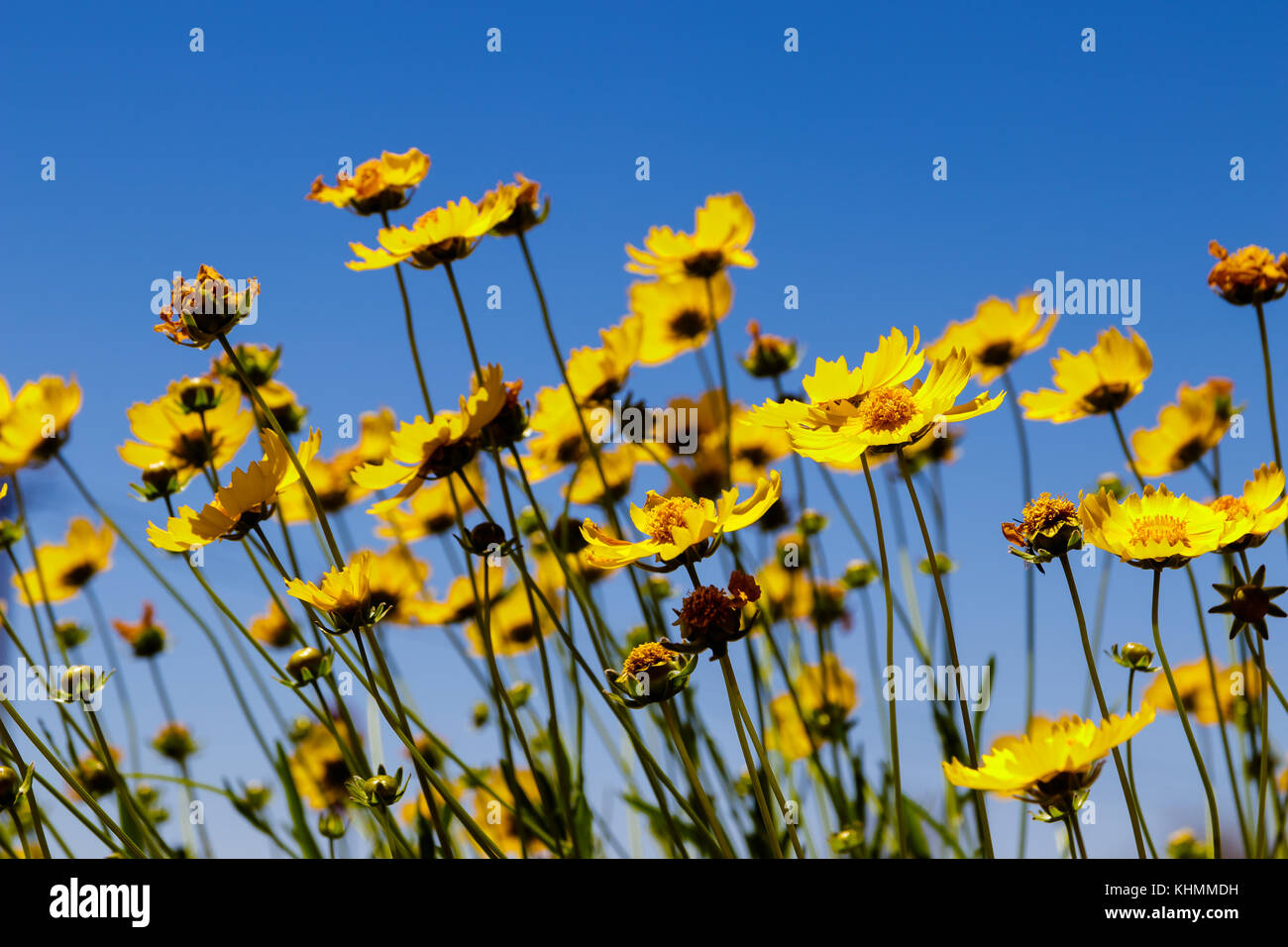 Yellow Namakwaland Daisy (Karoo Stock Photo - Alamy