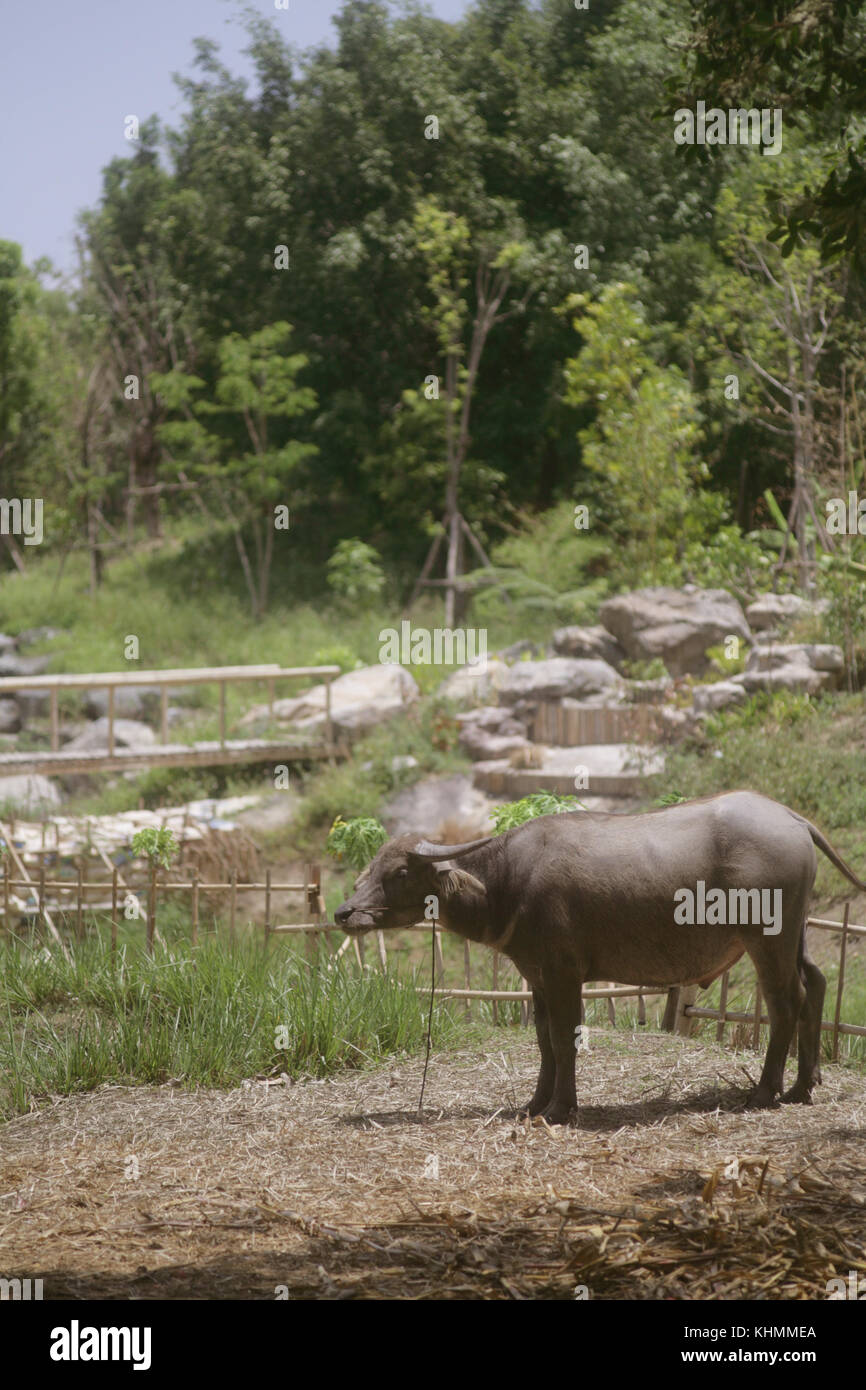 Thai Water Buffalo : Asia buffalo Stock Photo - Alamy