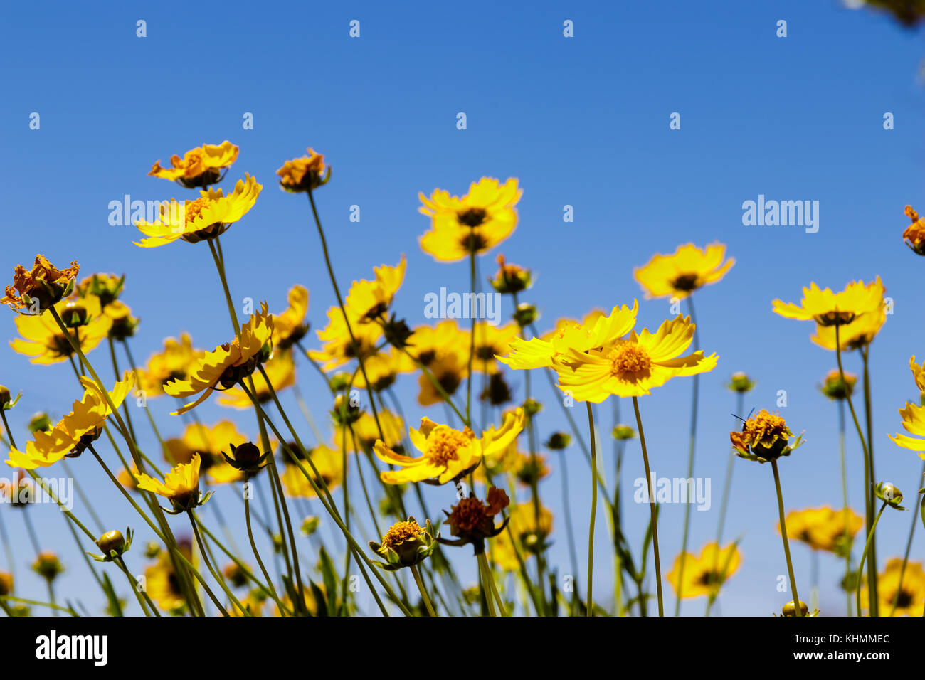 Yellow Namakwaland Daisy (Karoo Stock Photo - Alamy