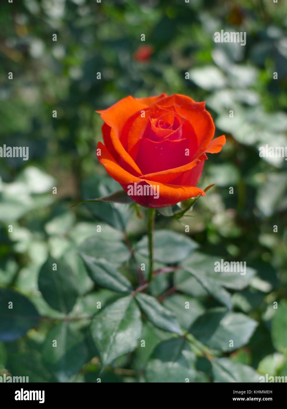 Orange rose / Tropical Rose Garden Stock Photo - Alamy