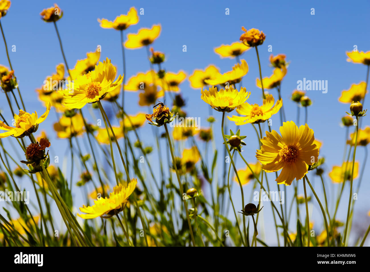 Yellow Namakwaland Daisy (Karoo Stock Photo - Alamy