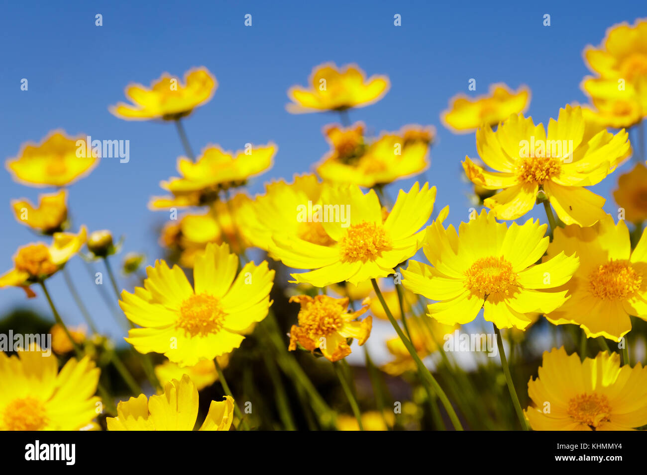 Yellow Namakwaland Daisy (Karoo Stock Photo - Alamy
