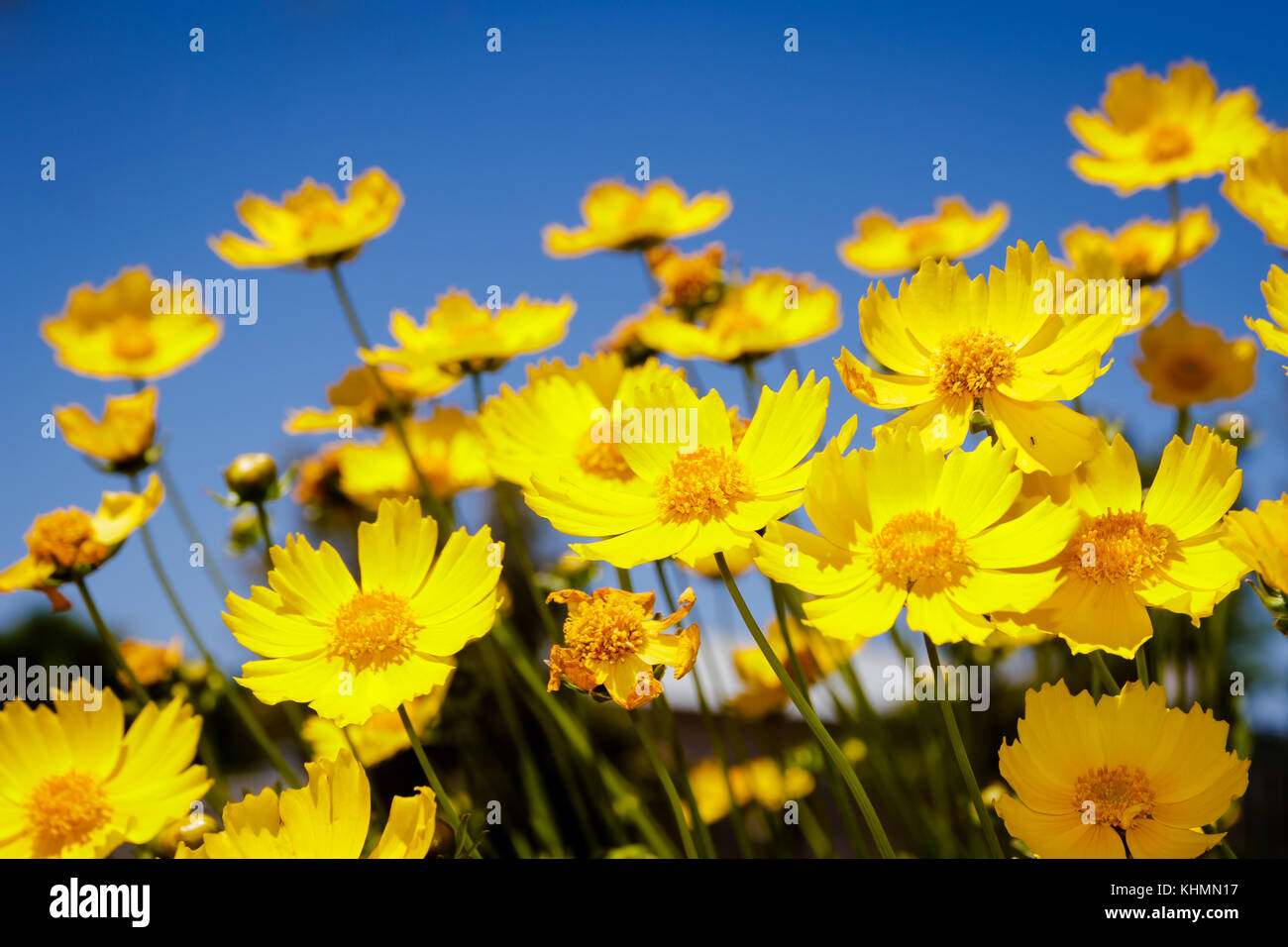 Yellow Namakwaland Daisy (Karoo Stock Photo - Alamy