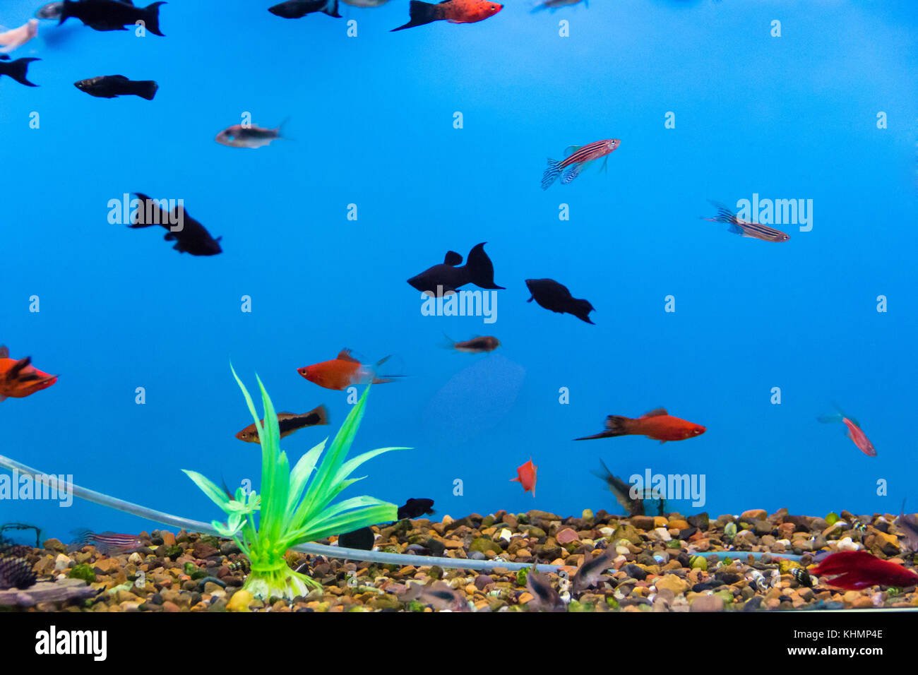 Photo of aquarium fish in blue water Stock Photo - Alamy