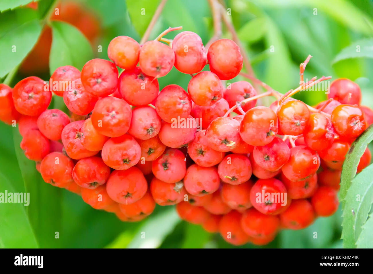 Photo of the red ripe rowanberry branch Stock Photo - Alamy
