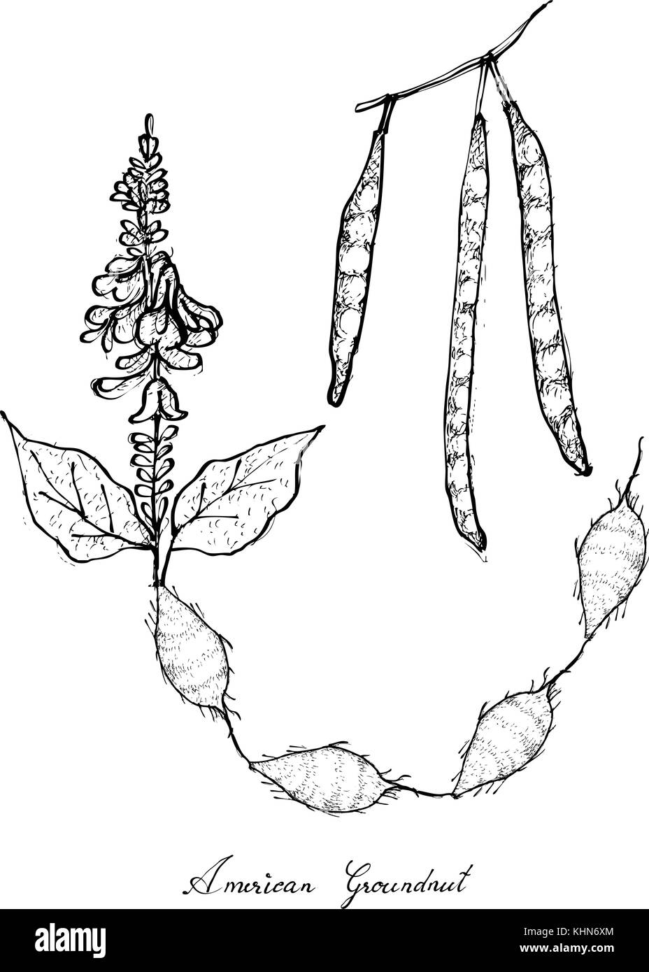 Vegetable, Illustration of Hand Drawn Sketch Fresh American Groundnuts ...