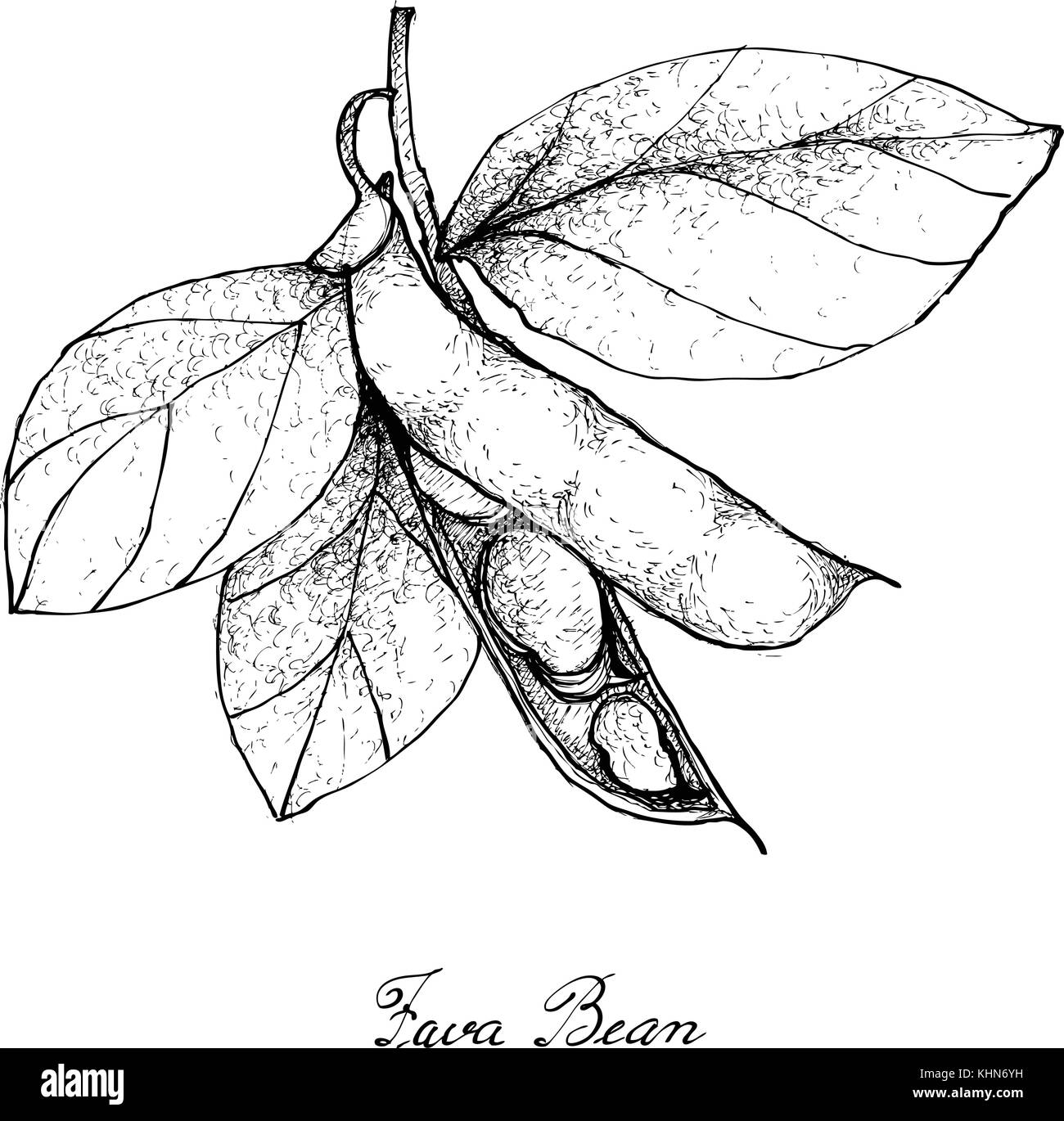 Vegetable, Illustration of Hand Drawn Sketch Fresh Fava Bean or Broad ...
