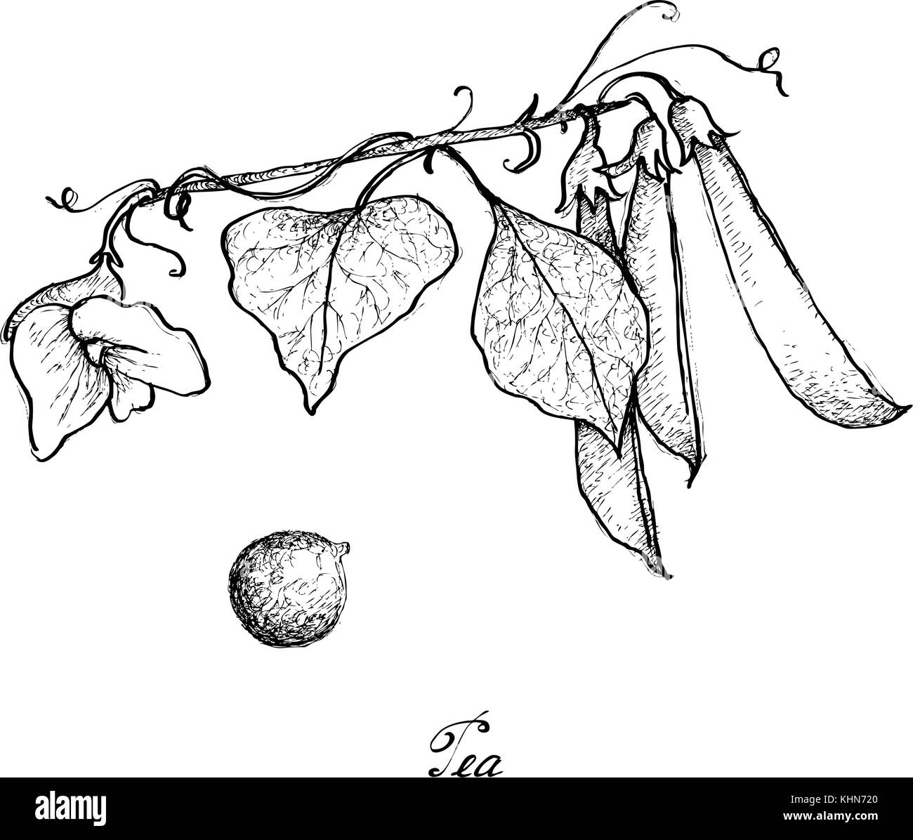Green Peas Plant Drawing at Francis Manley blog