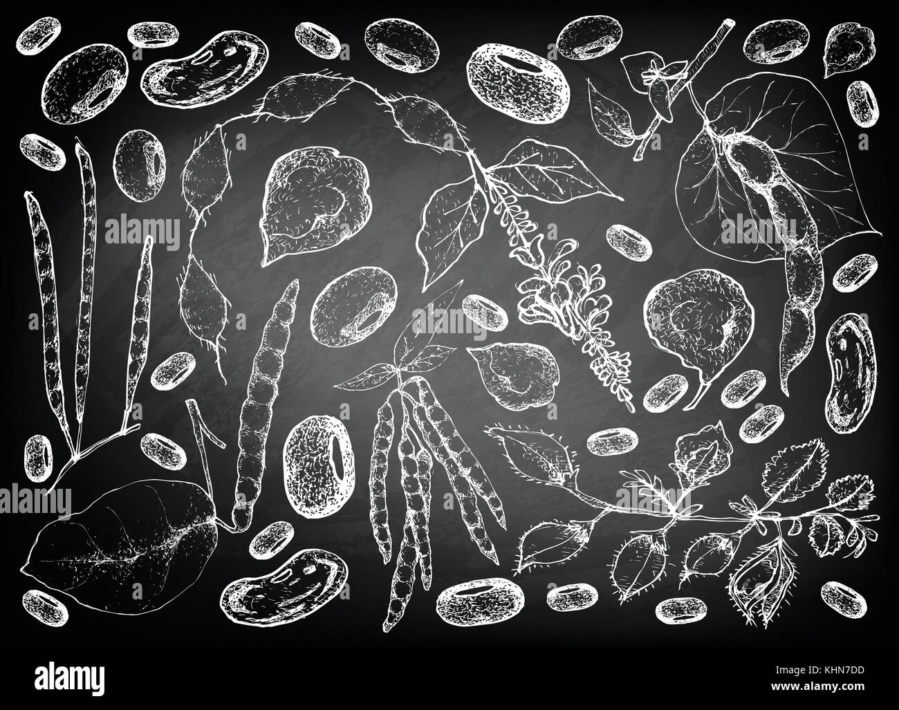 Vegetable, Illustration of Hand Drawn Sketch Fresh Podded Vegetables on ...