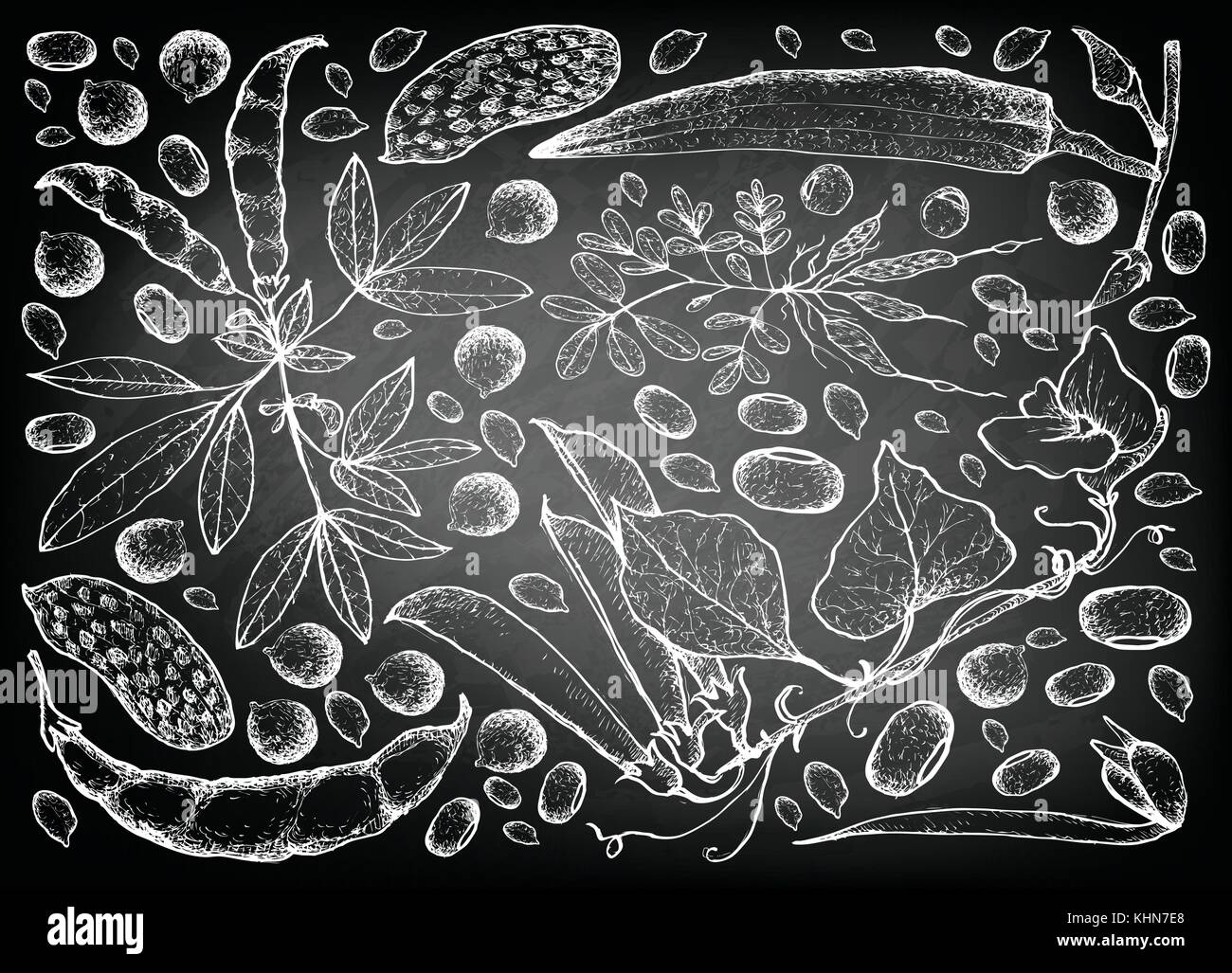 Vegetable, Illustration of Hand Drawn Sketch Fresh Podded Vegetables on ...