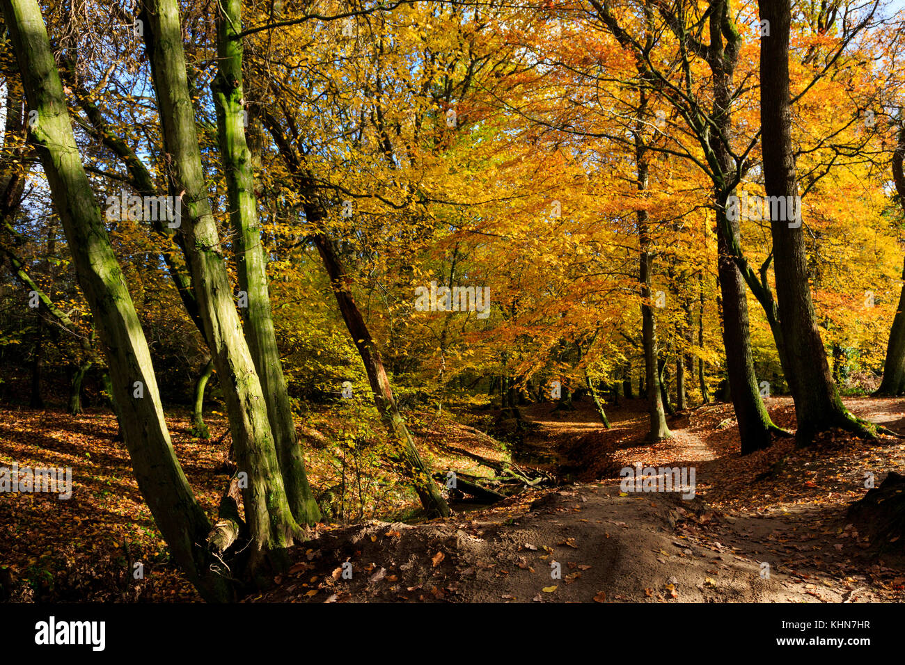 Common Beech (Fagus sylvatica) forest in Germany, Europe Stock Photo ...