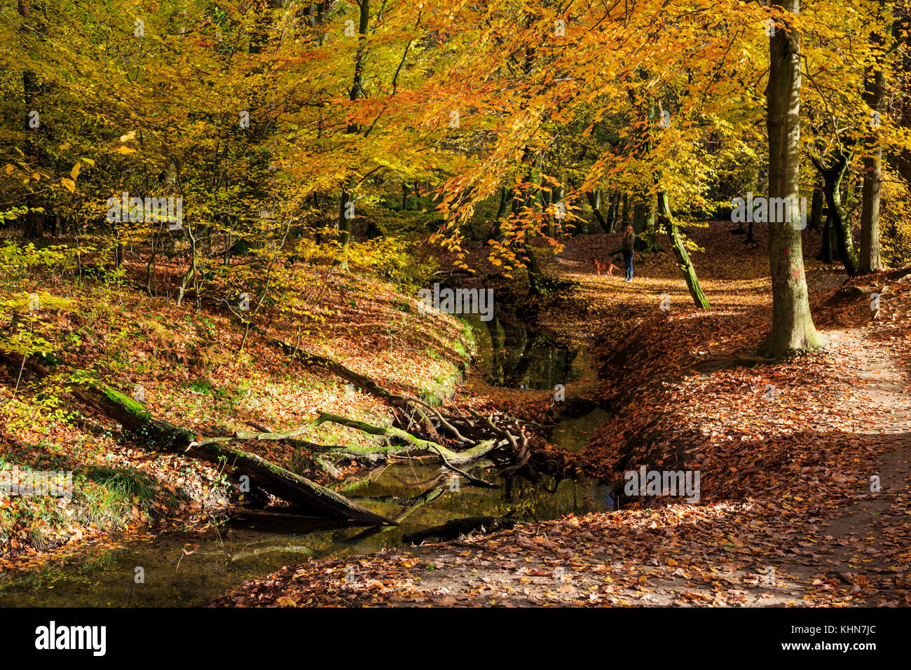 Common Beech (Fagus sylvatica) forest in Germany, Europe Stock Photo ...
