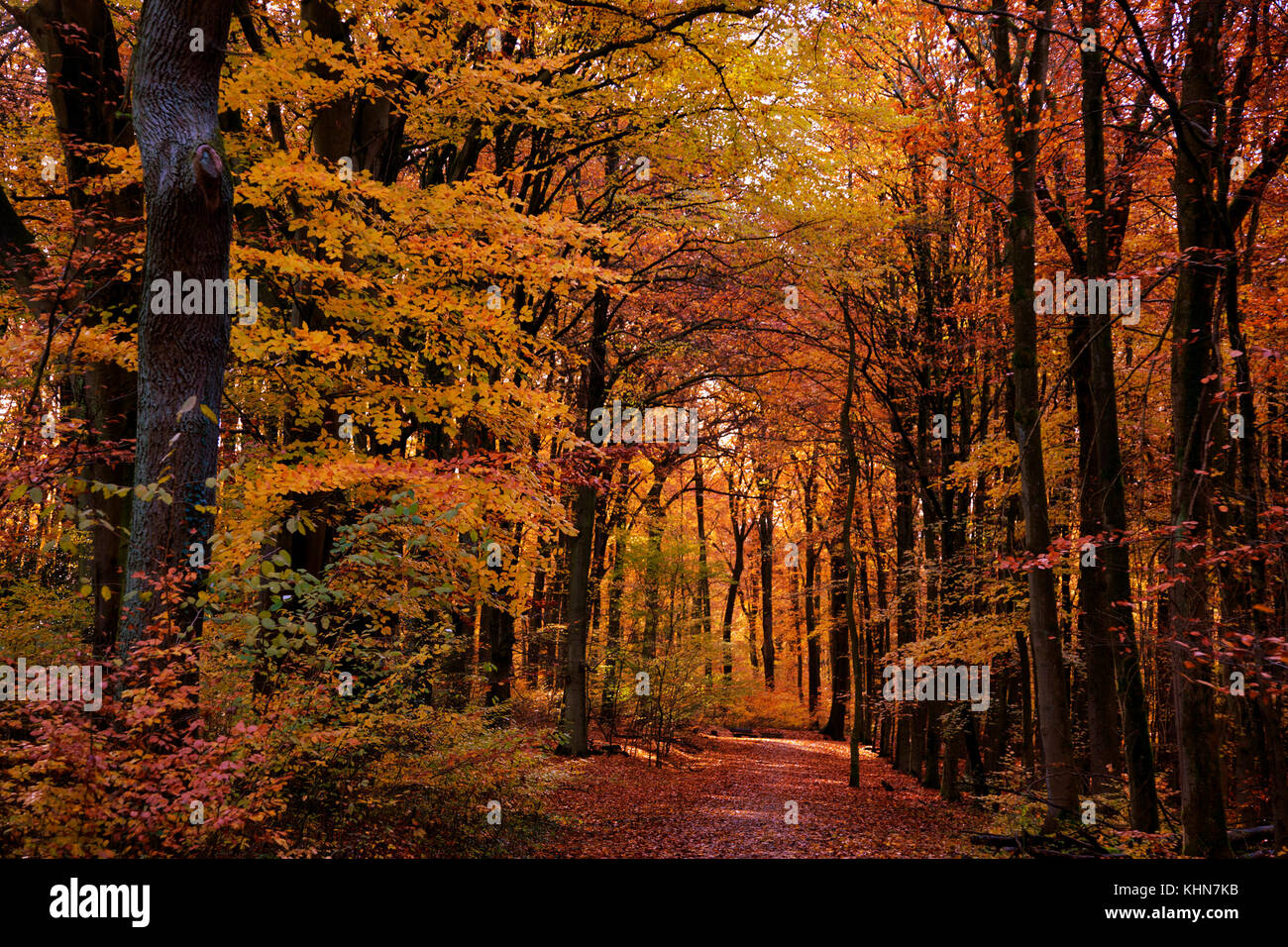 Common Beech (Fagus sylvatica) forest in Germany, Europe Stock Photo ...