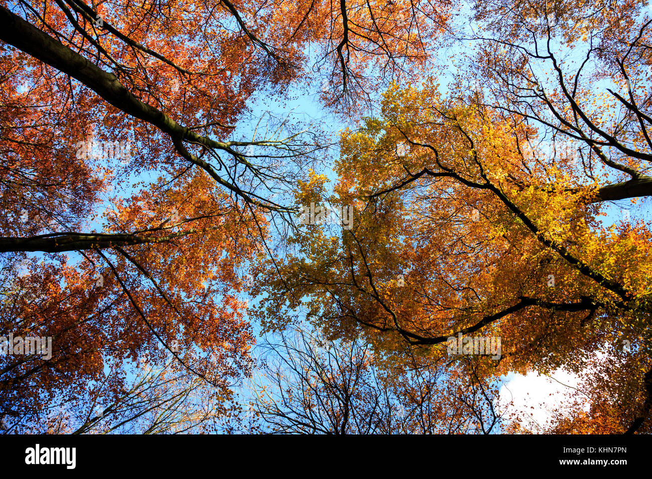 Common Beech (Fagus sylvatica) forest in Germany, Europe Stock Photo ...