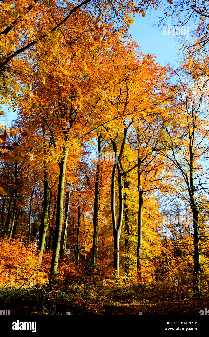 Common Beech (Fagus sylvatica) forest in Germany, Europe Stock Photo ...