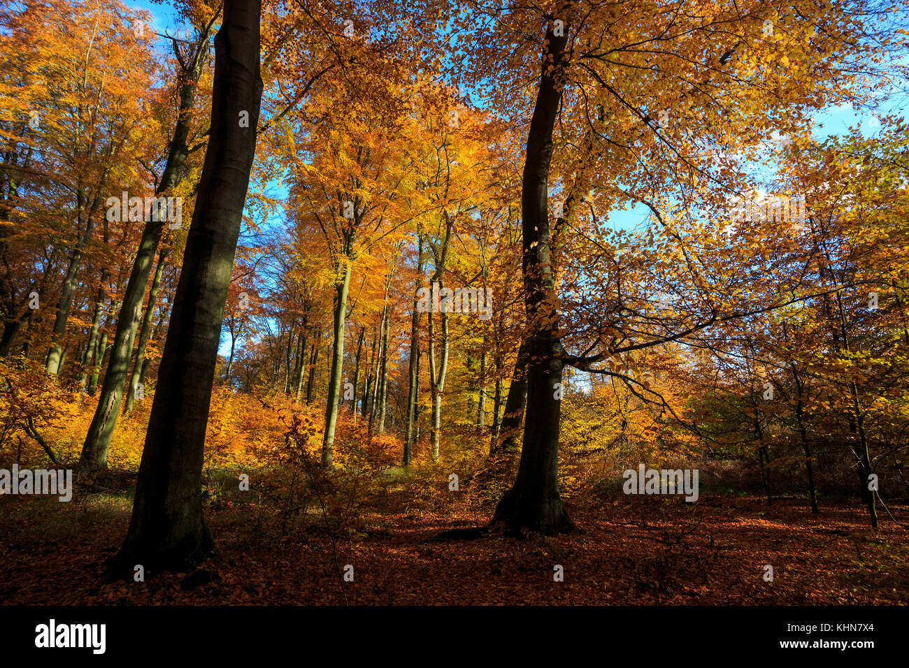 Common Beech (Fagus sylvatica) forest in Germany, Europe Stock Photo ...
