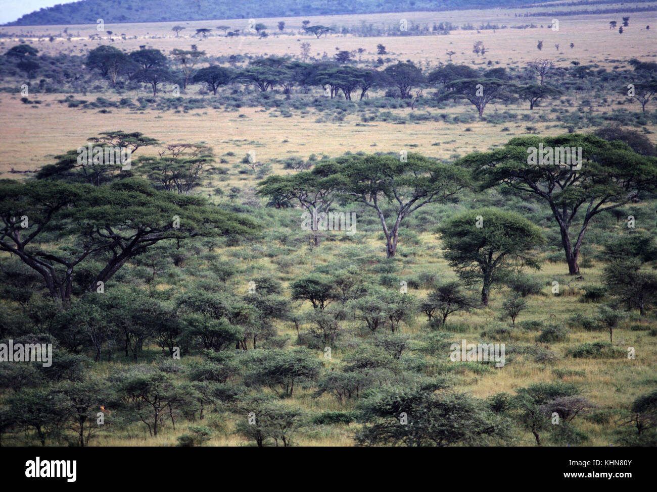 Acacia trees on Seronera area, Serengeti National Park, Tanzania Stock ...