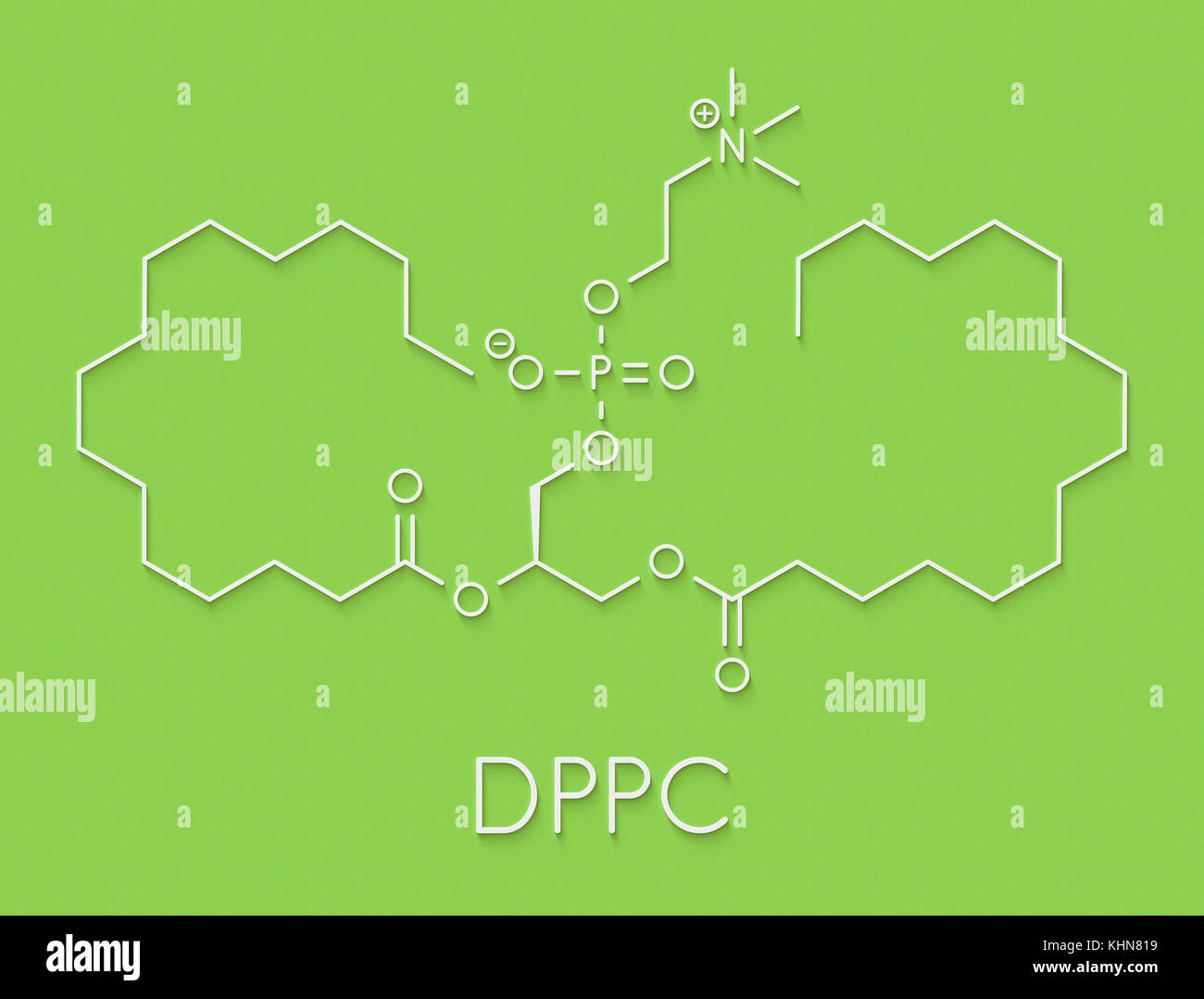 Pulmonary surfactant molecule. Chemical structure of ...