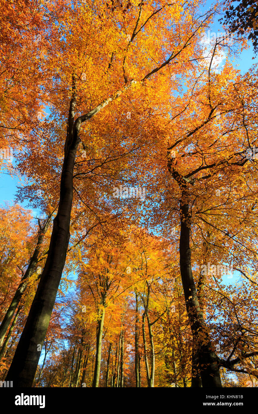 Common Beech (Fagus sylvatica) forest in Germany, Europe Stock Photo ...