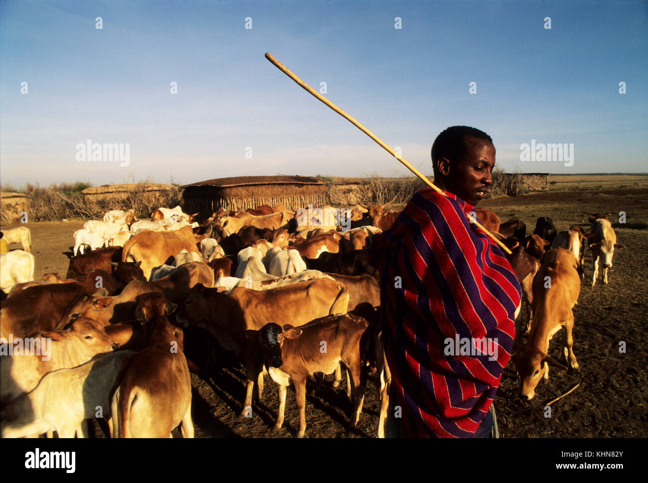 Masai warrior with cattle near Masai Mara Game Reserve. Masais are ...