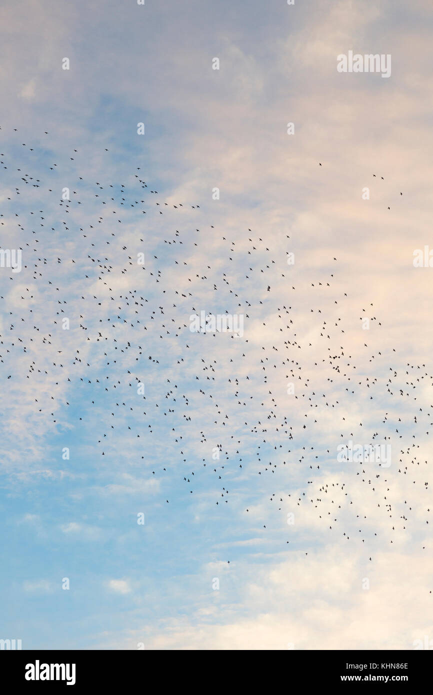 Brighton, UK. Small murmuration of starlings against blue sky with ...